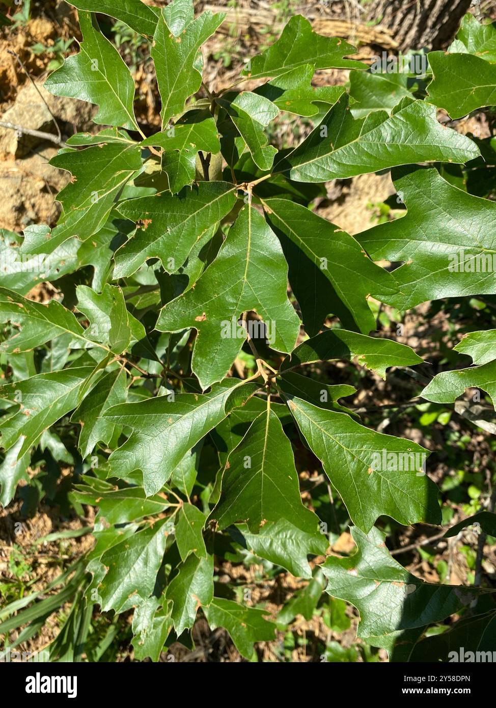 southern red oak (Quercus falcata) Plantae Stock Photo - Alamy