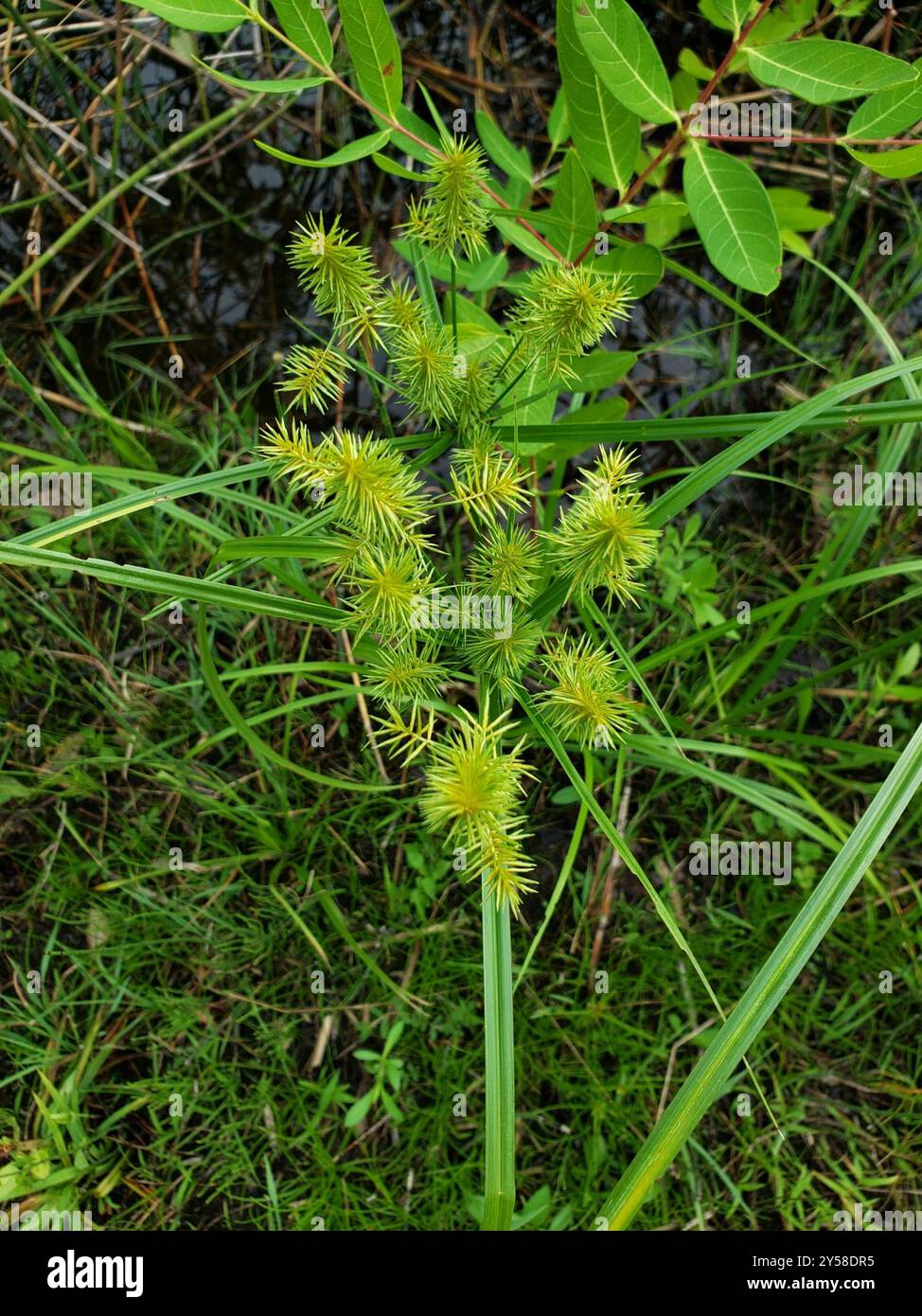 straw-colored flatsedge (Cyperus strigosus) Plantae Stock Photo - Alamy