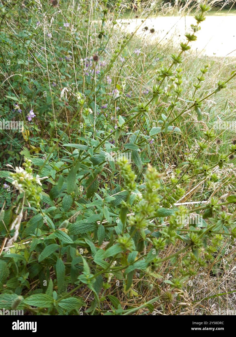 Perennial Yellow-woundwort (Stachys recta) Plantae Stock Photo - Alamy