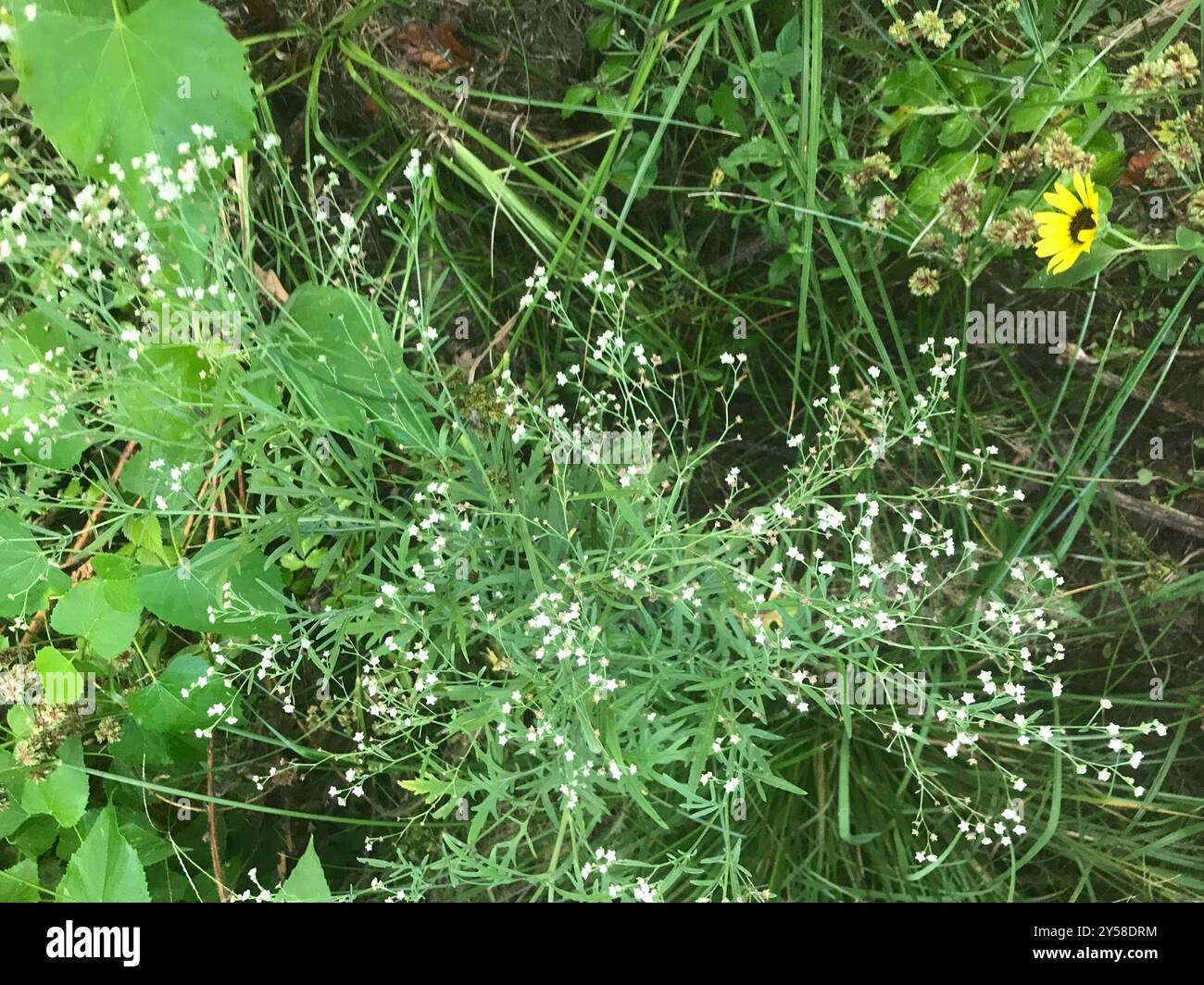 Santa Maria feverfew (Parthenium hysterophorus) Plantae Stock Photo - Alamy