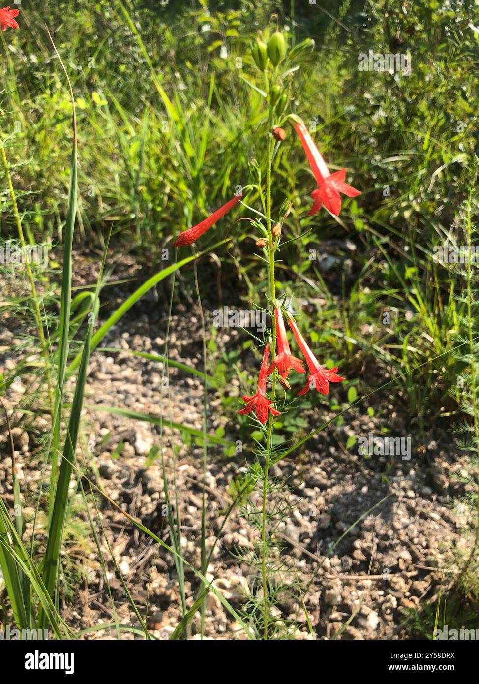 standing cypress (Ipomopsis rubra) Plantae Stock Photo - Alamy