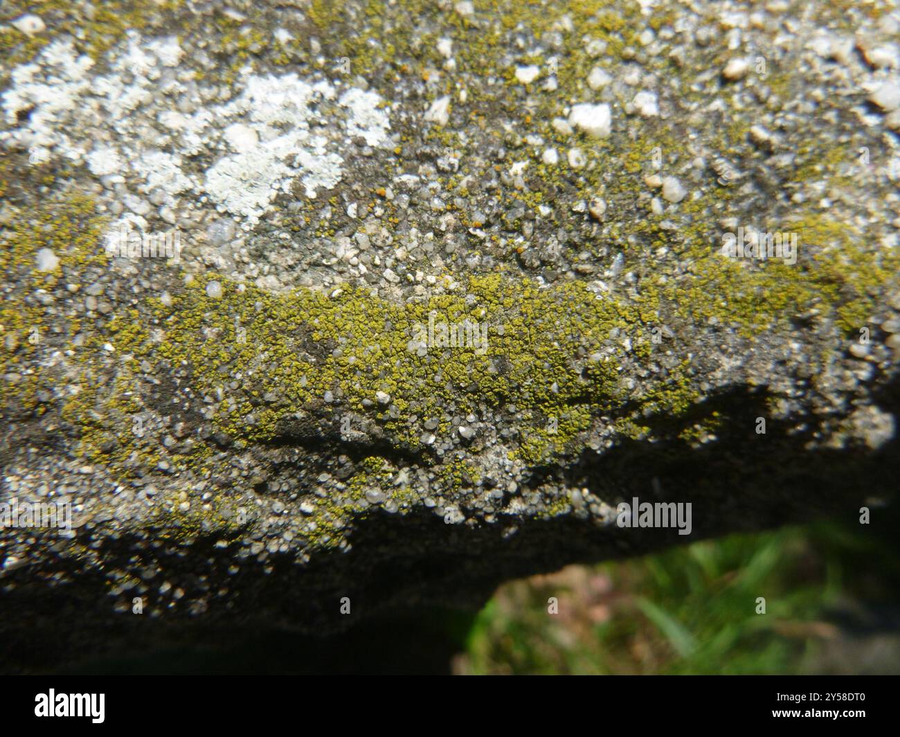Common Goldspeck (Candelariella vitellina) Fungi Stock Photo - Alamy