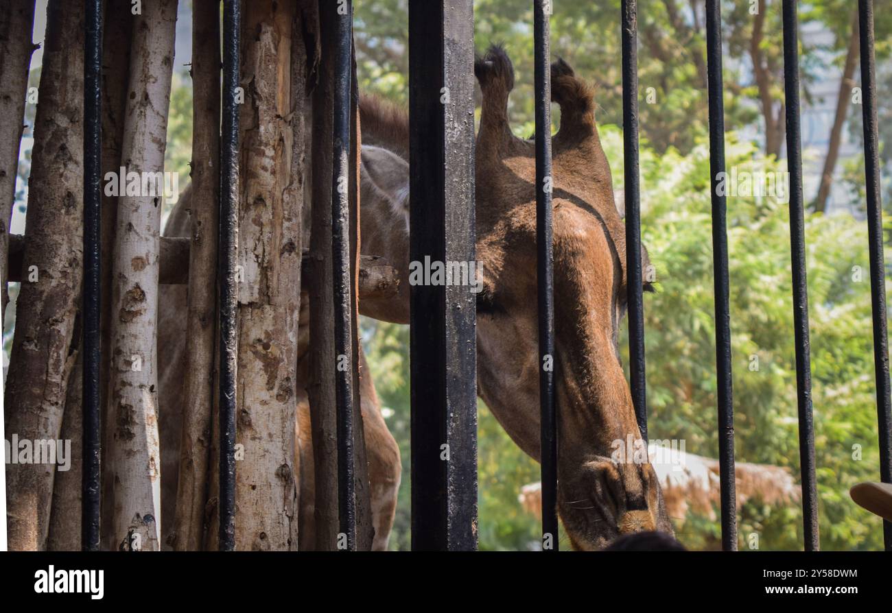 A cute giraffe sticks out its tongue while being fed at the zoo on ...