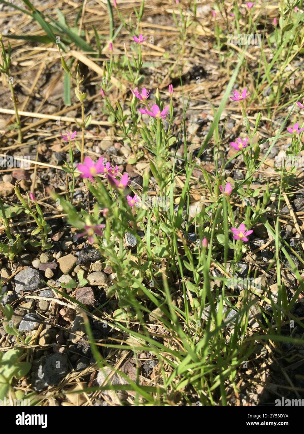 Lesser Centaury (Centaurium pulchellum) Plantae Stock Photo - Alamy