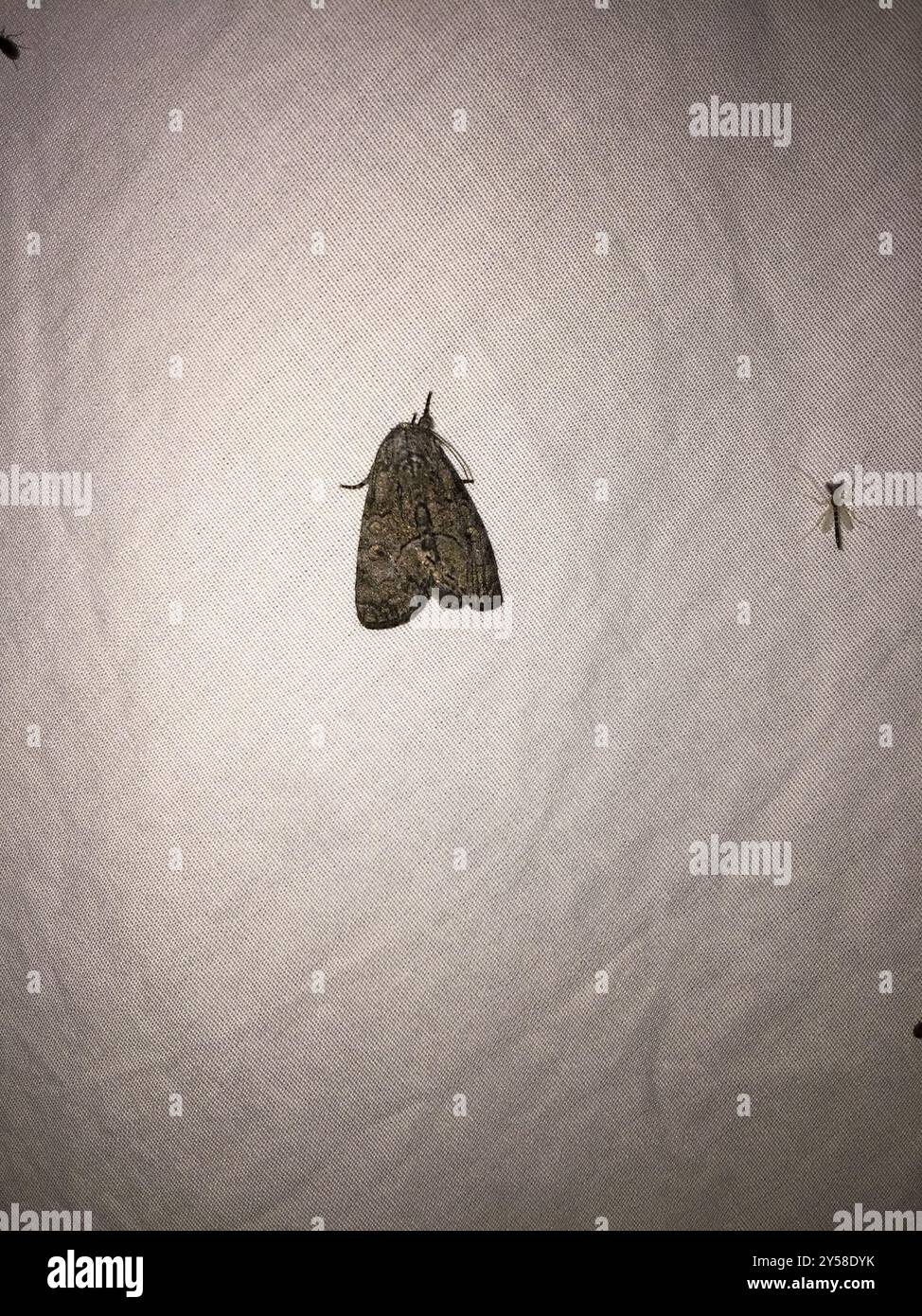 Brother Moth (Raphia frater) Insecta Stock Photo - Alamy