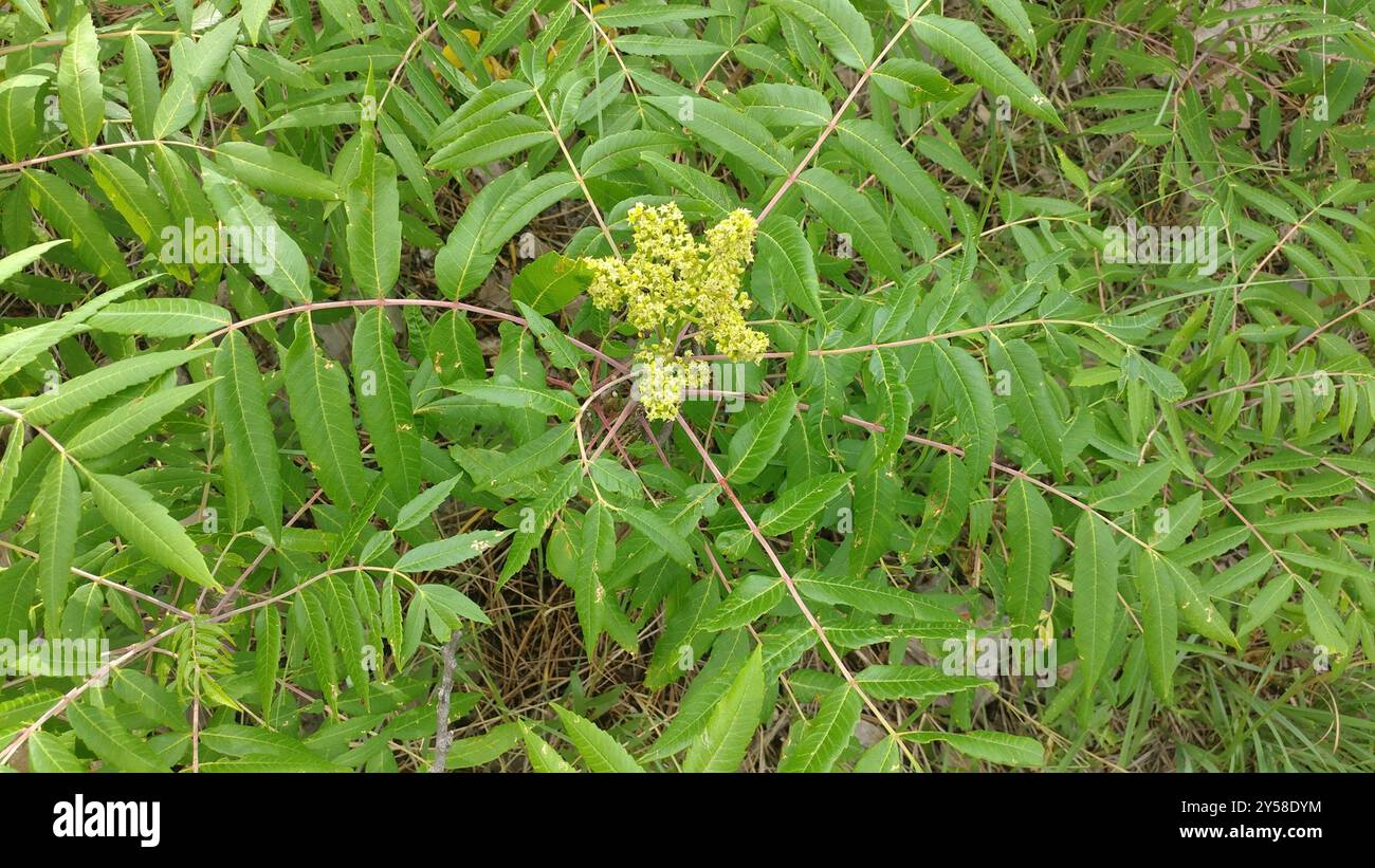 smooth sumac (Rhus glabra) Plantae Stock Photo - Alamy