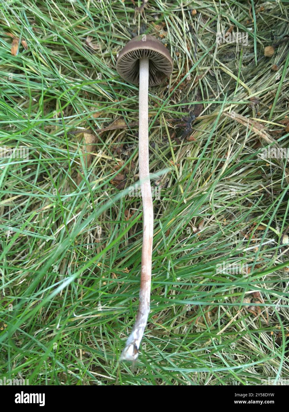 Mower's Mushroom (Panaeolus foenisecii) Fungi Stock Photo - Alamy