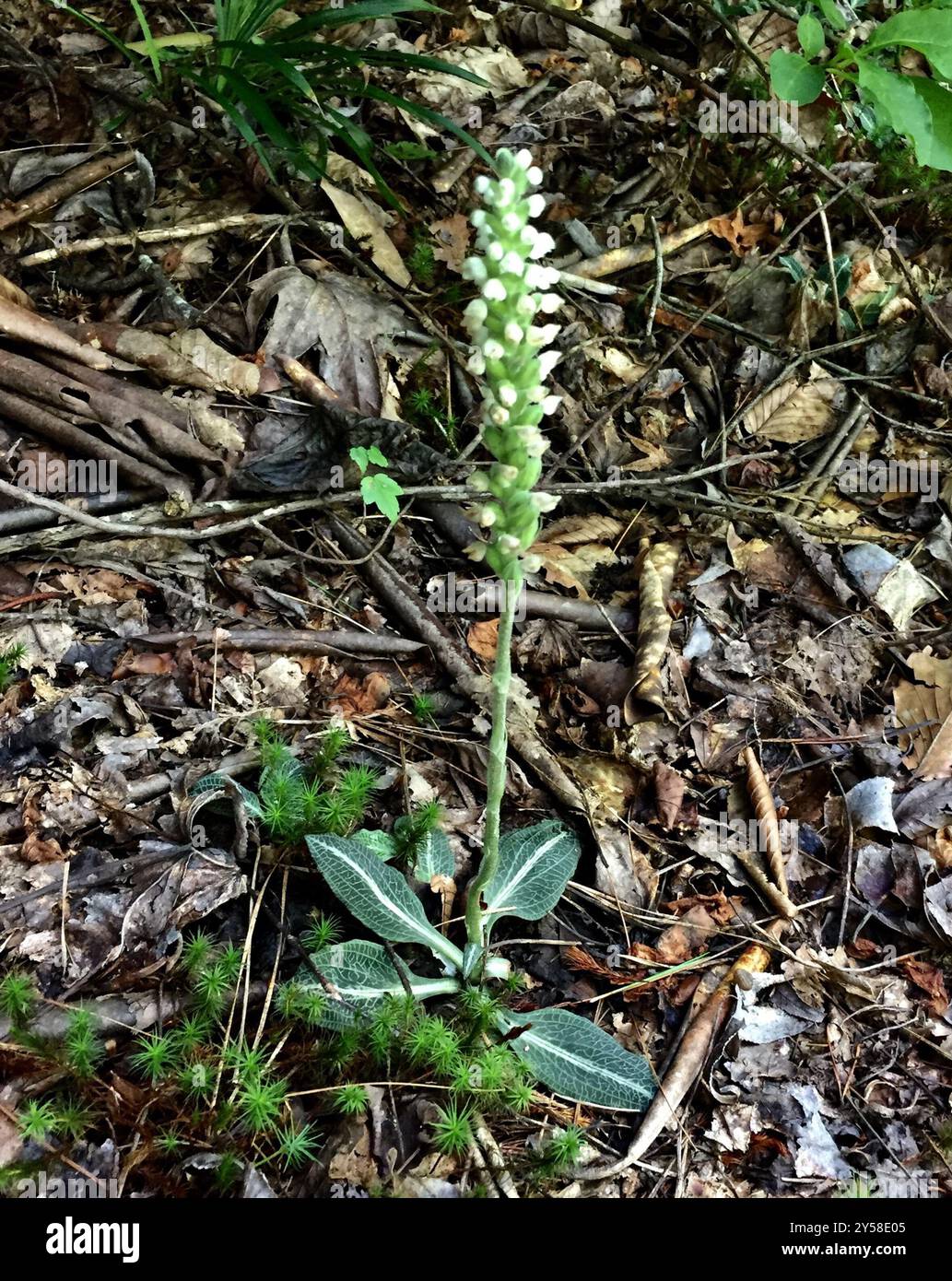 downy rattlesnake plantain (Goodyera pubescens) Plantae Stock Photo - Alamy