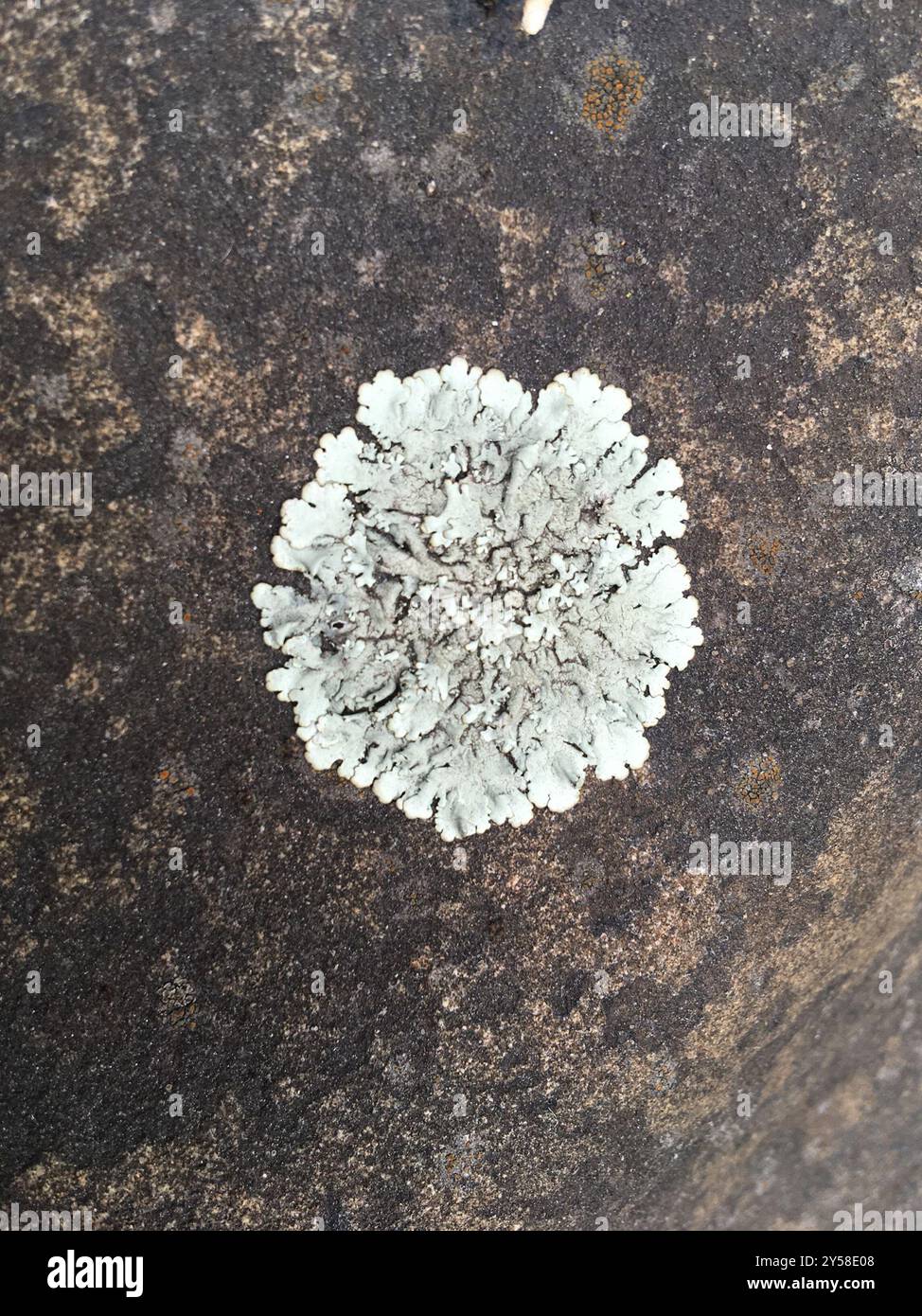 typical shield lichens (Parmelioideae) Fungi Stock Photo - Alamy