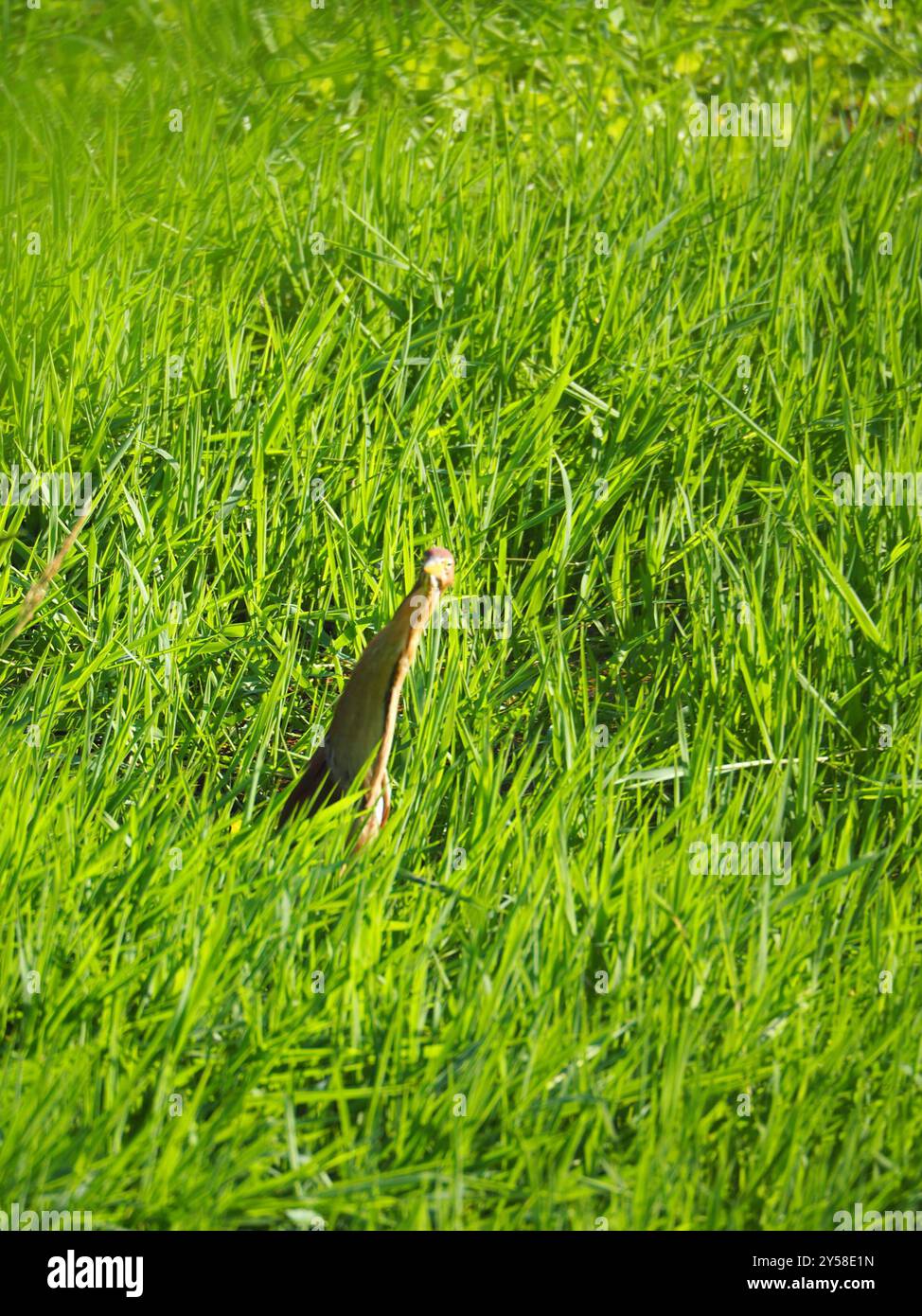 Cinnamon Bittern (Ixobrychus cinnamomeus) Aves Stock Photo - Alamy