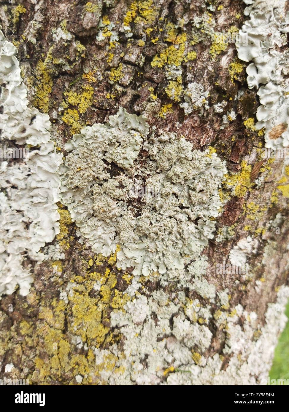 rosette lichens, frost lichens, and allies (Physciaceae) Fungi Stock ...