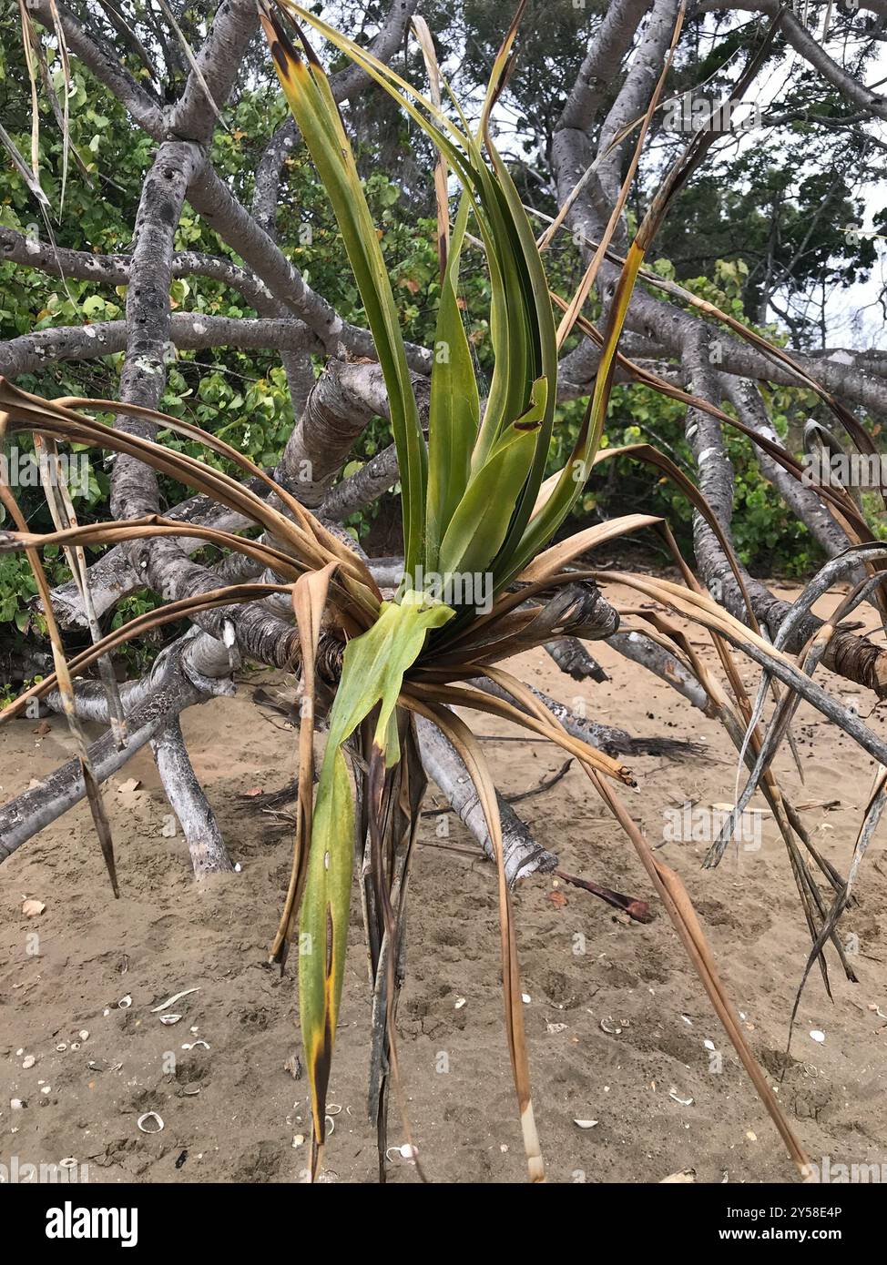 thatch screwpine (Pandanus tectorius) Plantae Stock Photo - Alamy
