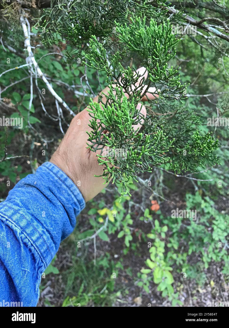 Ashe juniper (Juniperus ashei) Plantae Stock Photo - Alamy