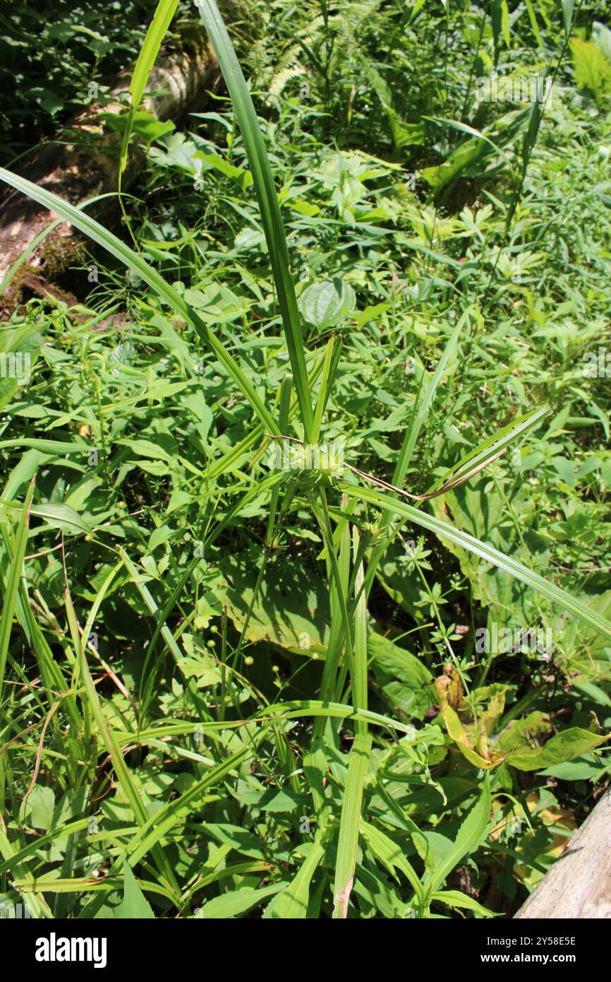 hop sedge (Carex lupulina) Plantae Stock Photo - Alamy