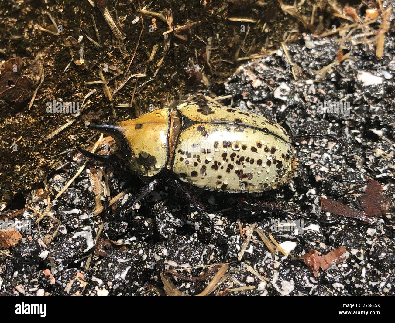 Eastern Hercules Beetle (Dynastes tityus) Insecta Stock Photo - Alamy