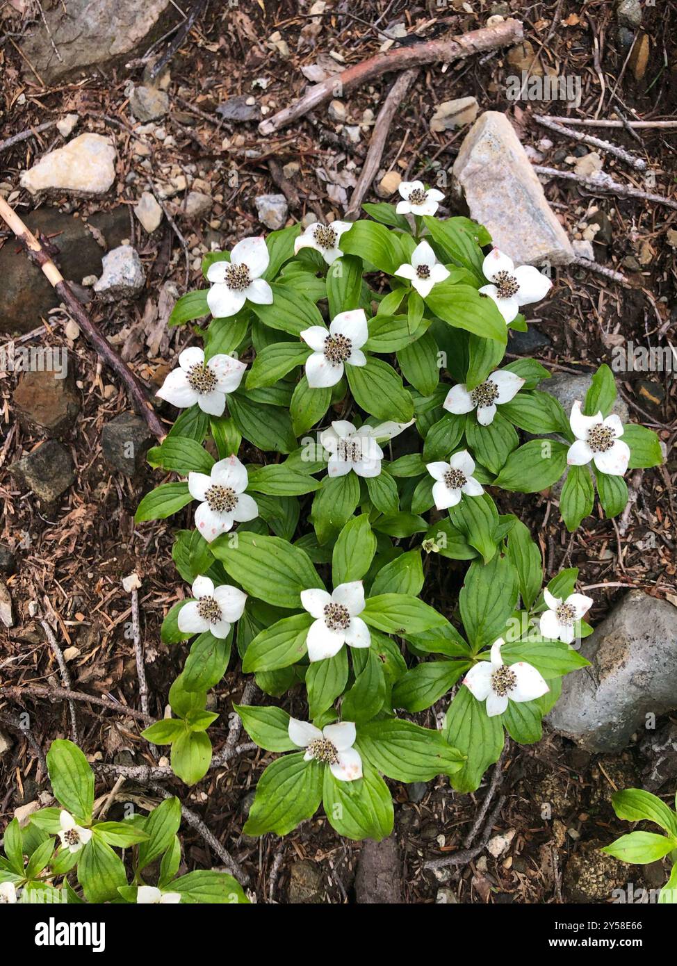 Western Bunchberry (Cornus unalaschkensis) Plantae Stock Photo - Alamy