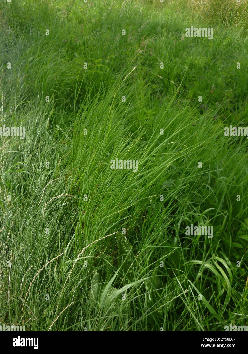 grasses (Poaceae) Plantae Stock Photo - Alamy