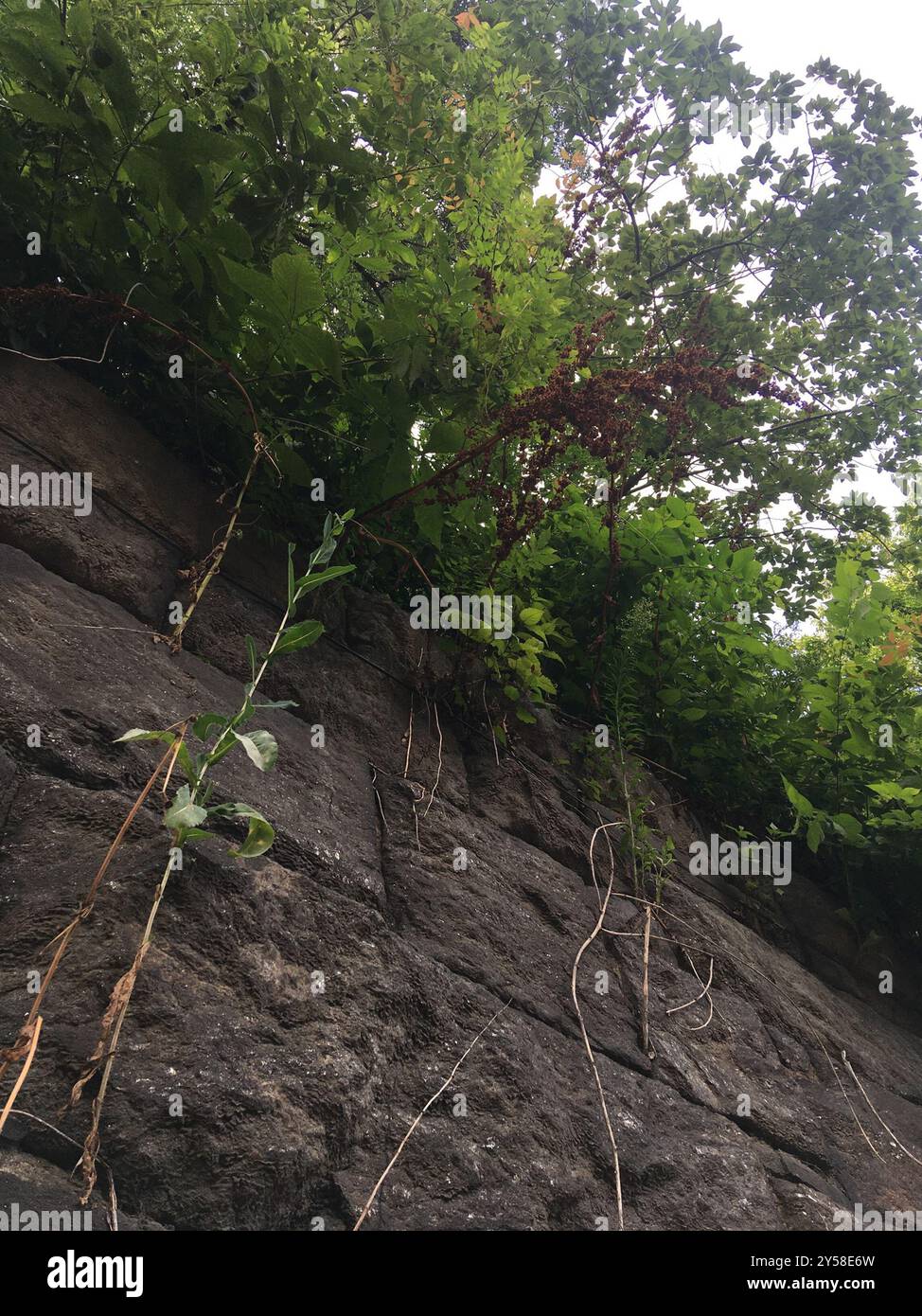 Greek Dock (Rumex cristatus) Plantae Stock Photo - Alamy