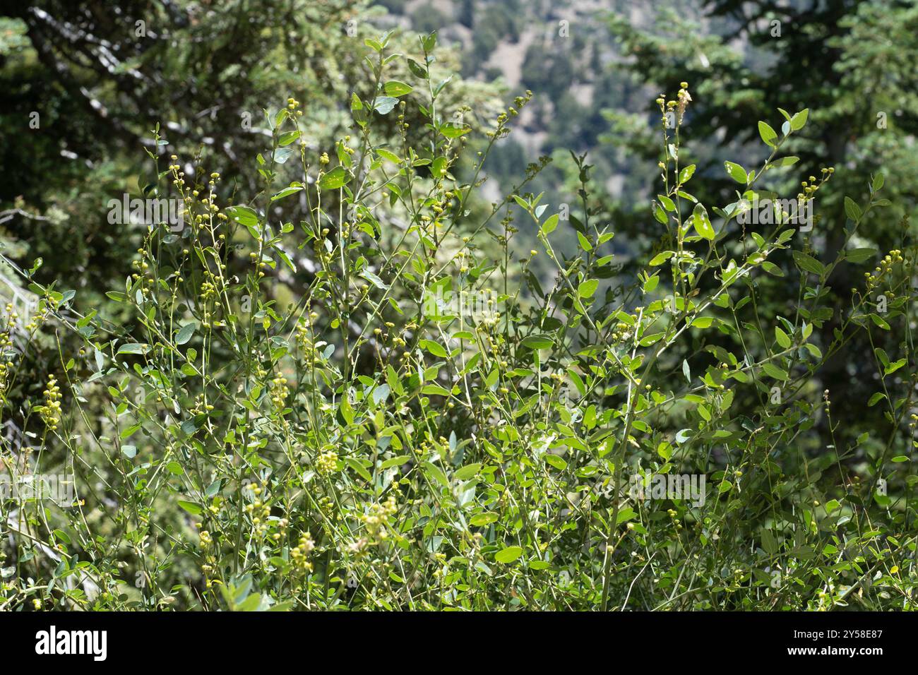 deerbrush ceanothus (Ceanothus integerrimus) Plantae Stock Photo - Alamy