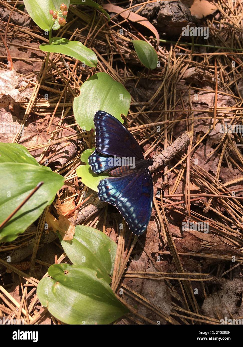 Red-spotted Admiral (Limenitis arthemis) Insecta Stock Photo - Alamy