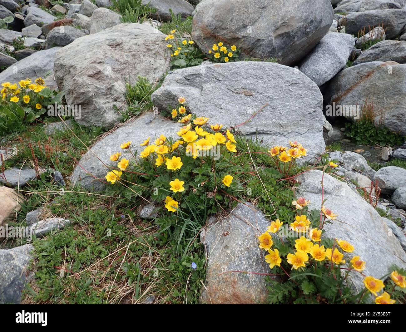 Geum reptans hi-res stock photography and images - Alamy