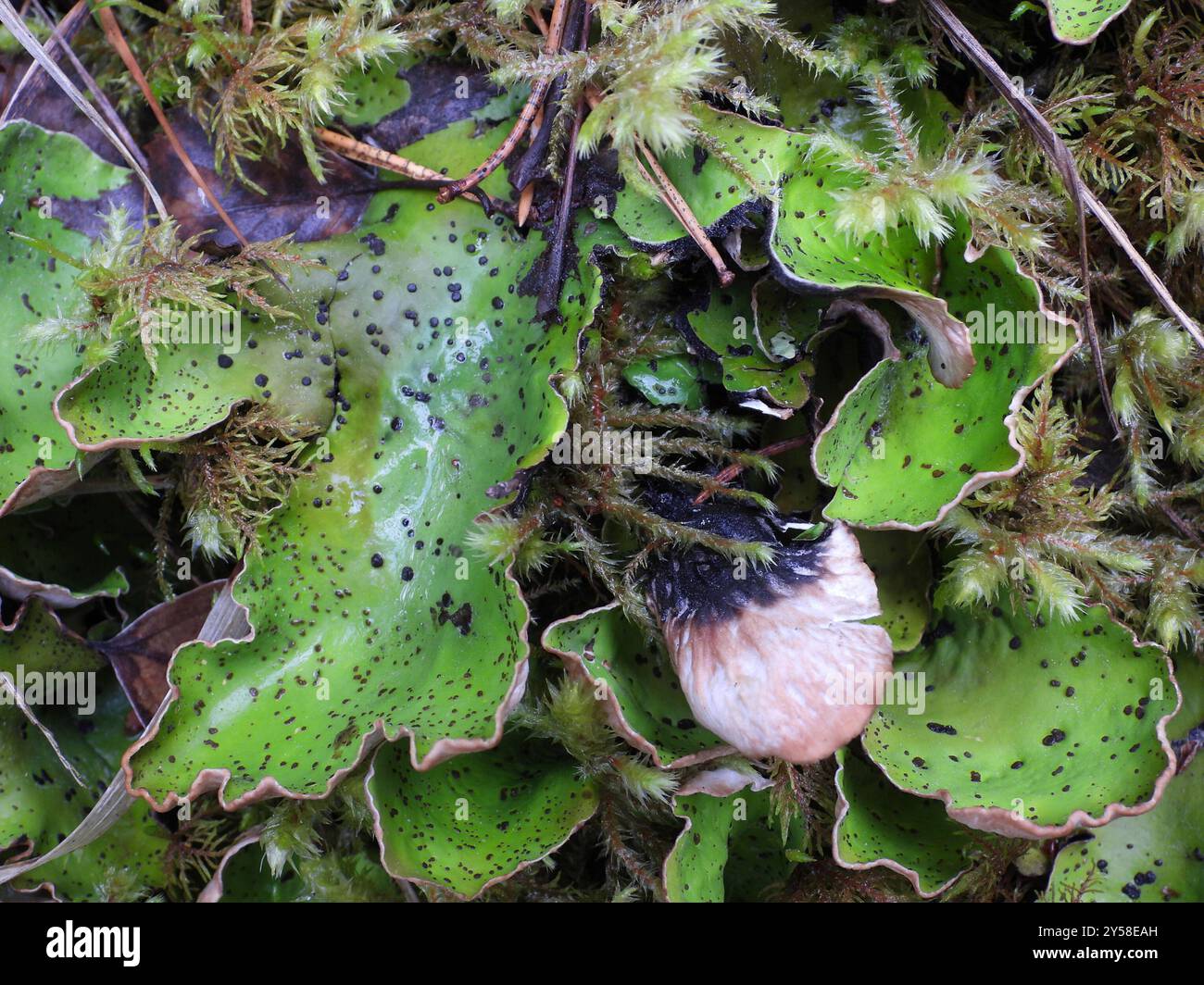 ruffled freckled pelt lichen (Peltigera leucophlebia) Fungi Stock Photo ...