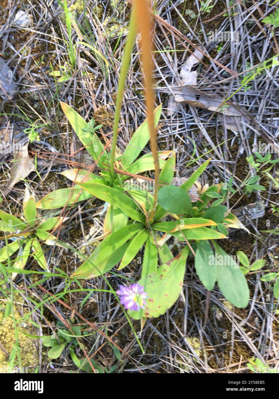 White-tubed Colicroot (Aletris farinosa) Plantae Stock Photo - Alamy