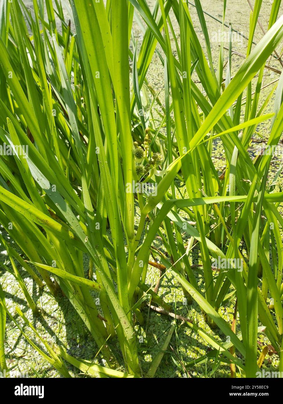Branched Bur-reed (Sparganium erectum) Plantae Stock Photo - Alamy