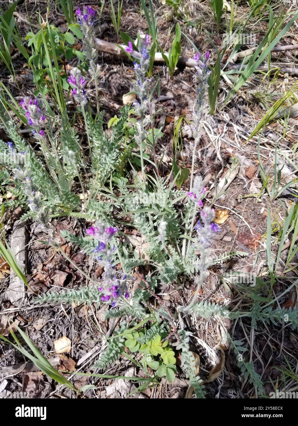 Showy Locoweed (Oxytropis splendens) Plantae Stock Photo - Alamy