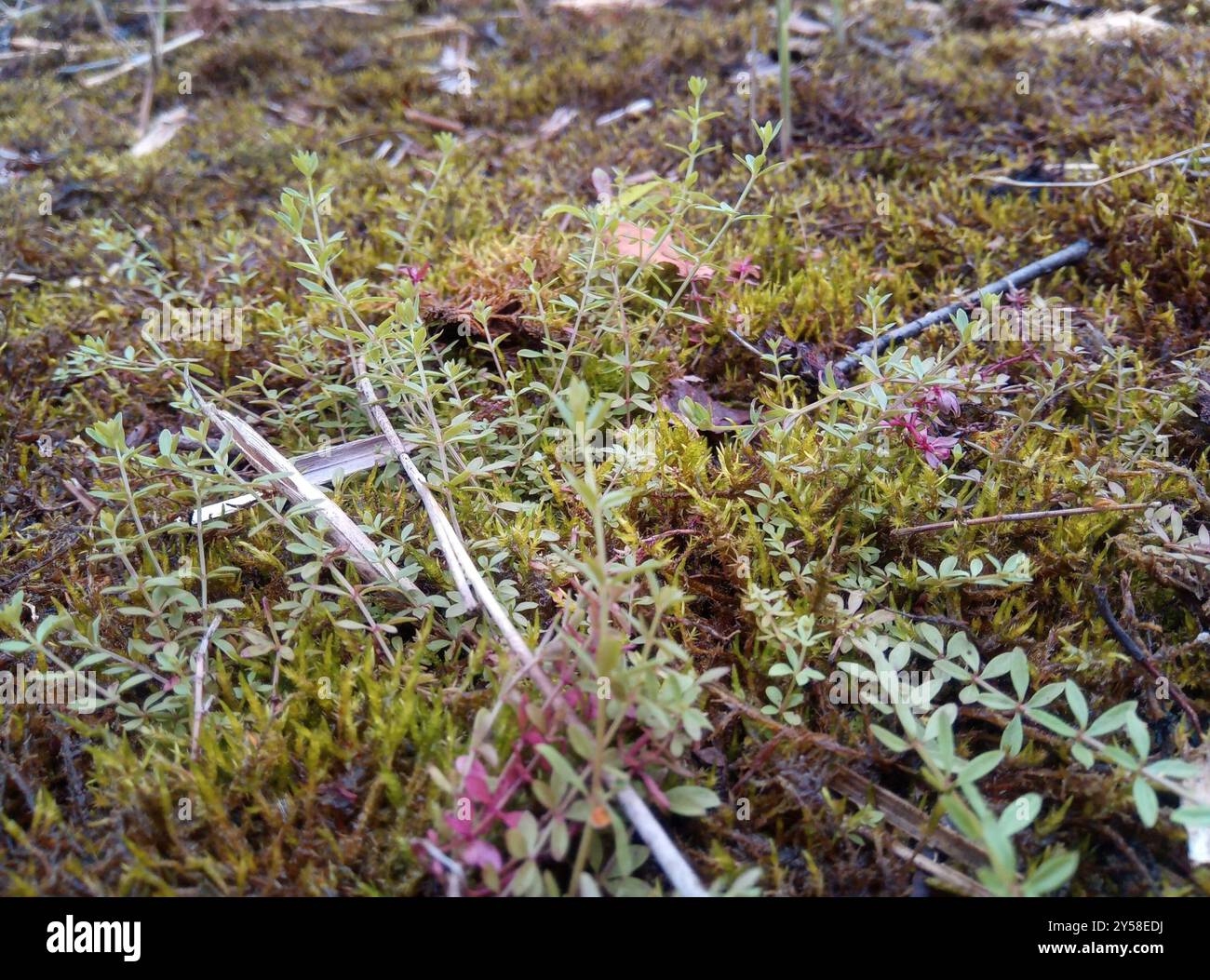 Common Marsh-bedstraw (Galium palustre) Plantae Stock Photo - Alamy