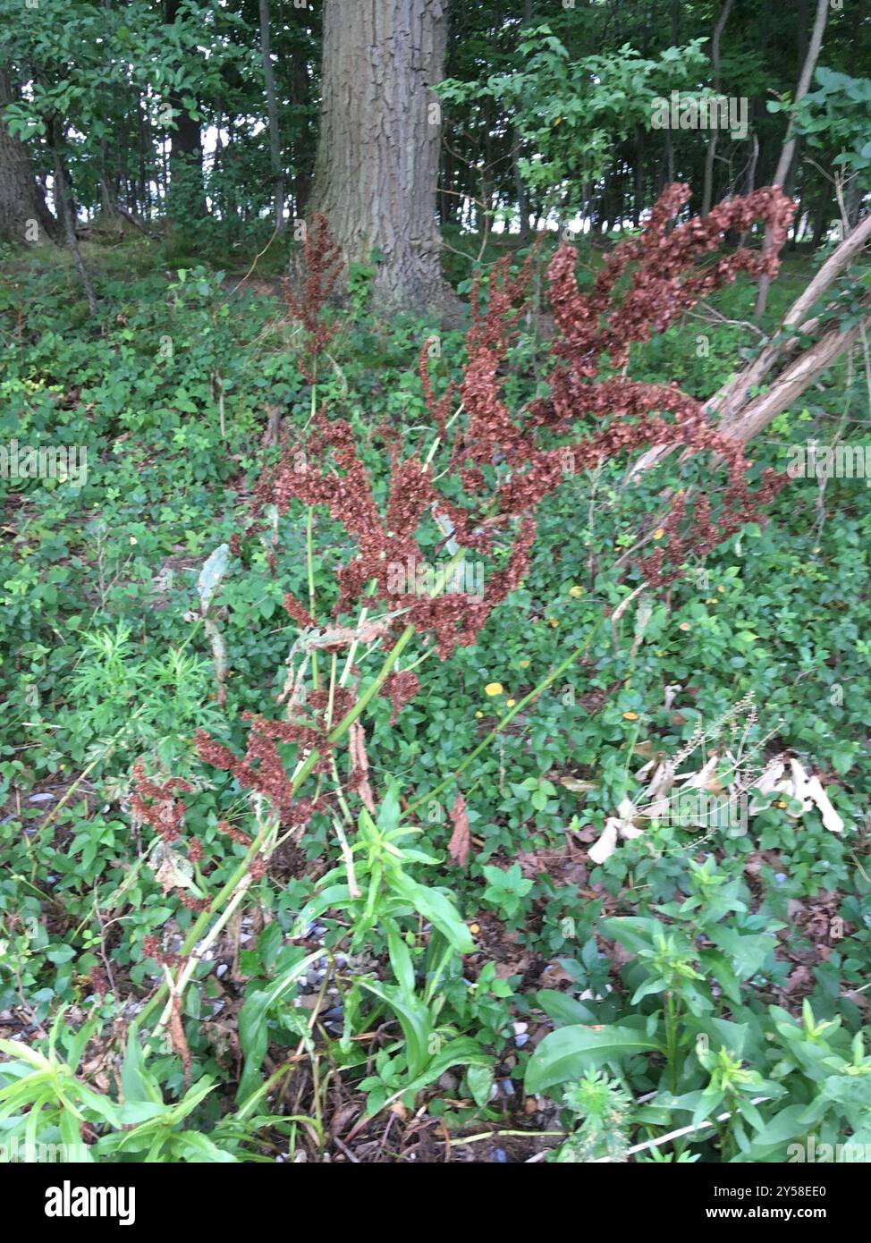 Greek Dock (Rumex cristatus) Plantae Stock Photo - Alamy