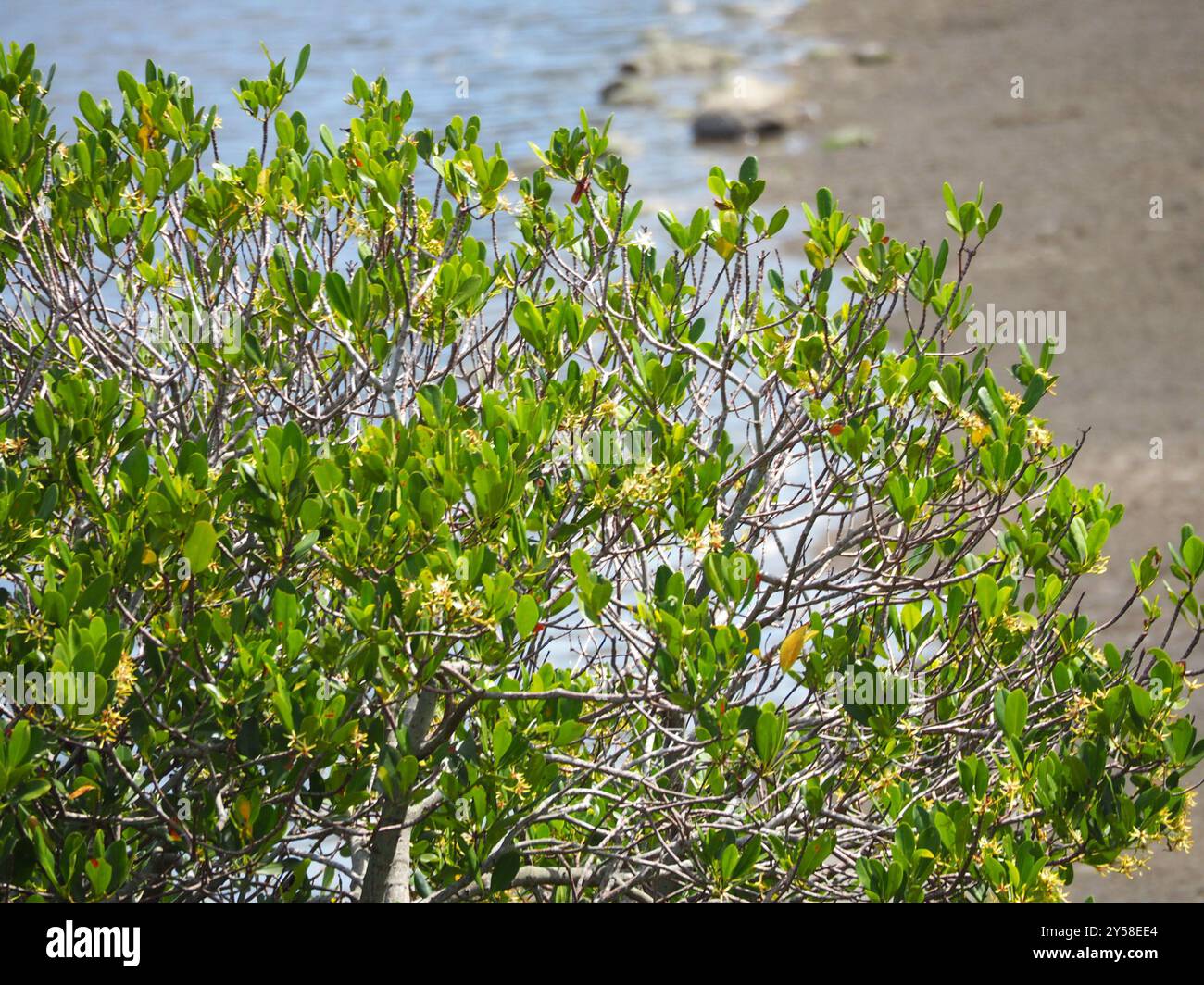 (Kandelia obovata) Plantae Stock Photo - Alamy