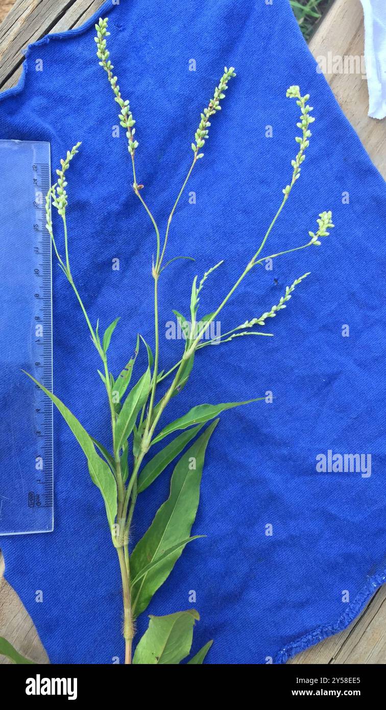 Bog Smartweed (Persicaria setacea) Plantae Stock Photo - Alamy