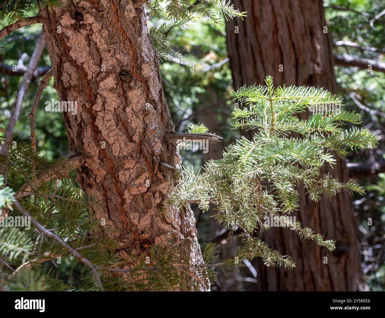 white fir (Abies concolor) Plantae Stock Photo - Alamy
