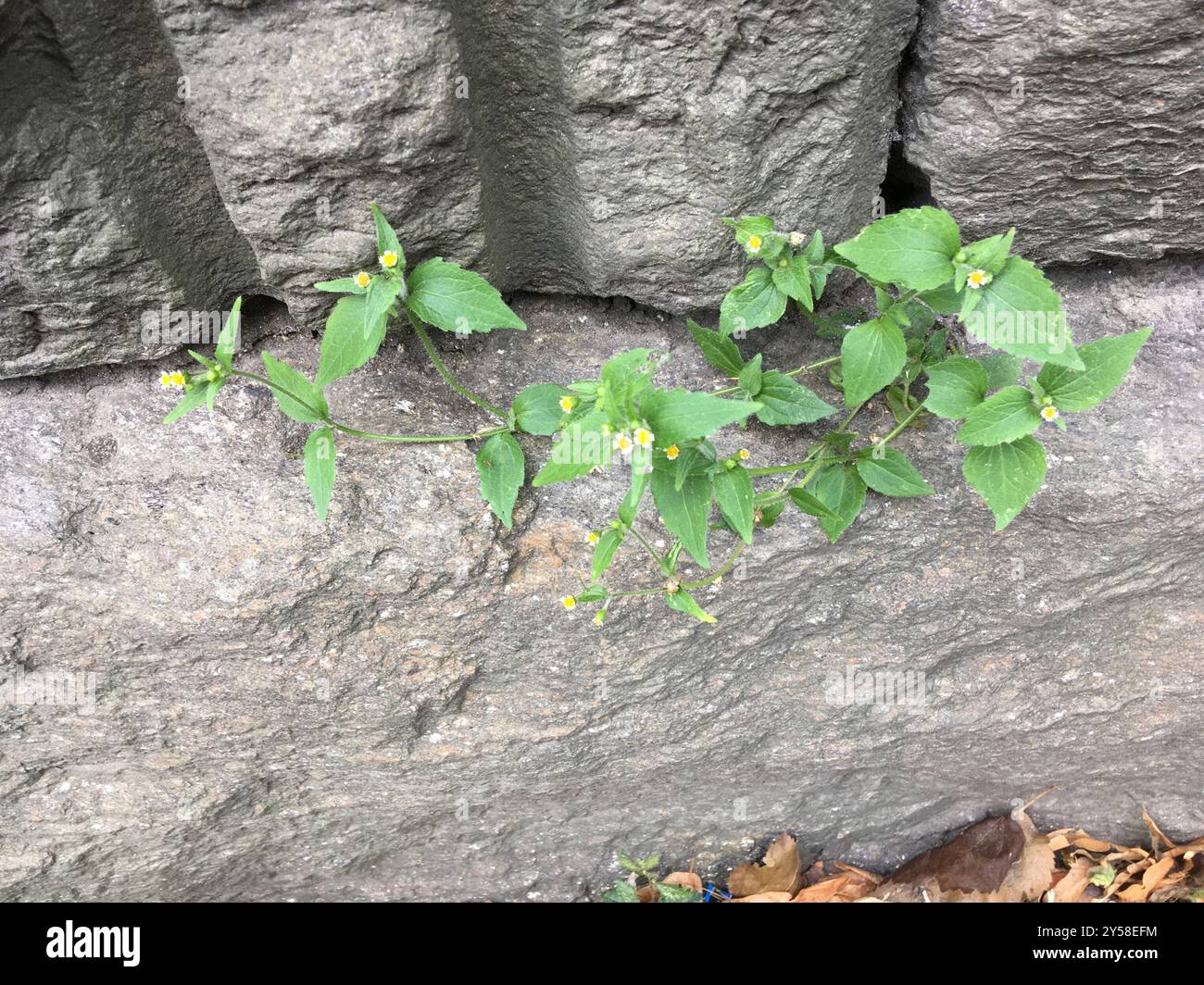 shaggy soldier (Galinsoga quadriradiata) Plantae Stock Photo - Alamy