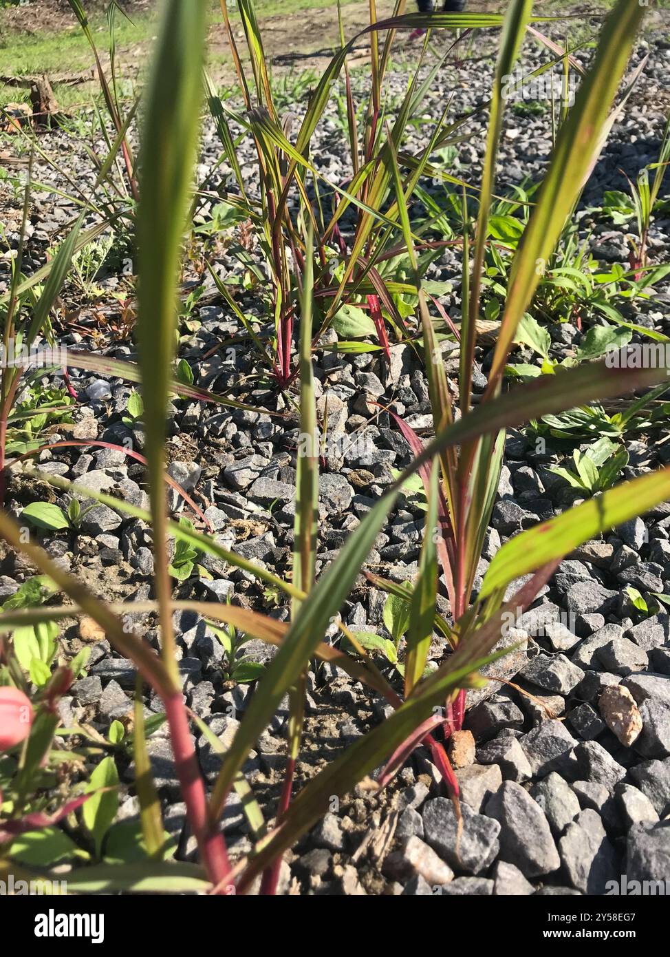 grasses (Poaceae) Plantae Stock Photo - Alamy