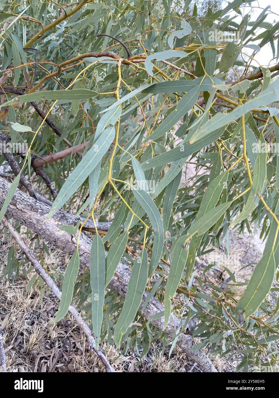 Desert Bloodwood (Corymbia terminalis) Plantae Stock Photo - Alamy