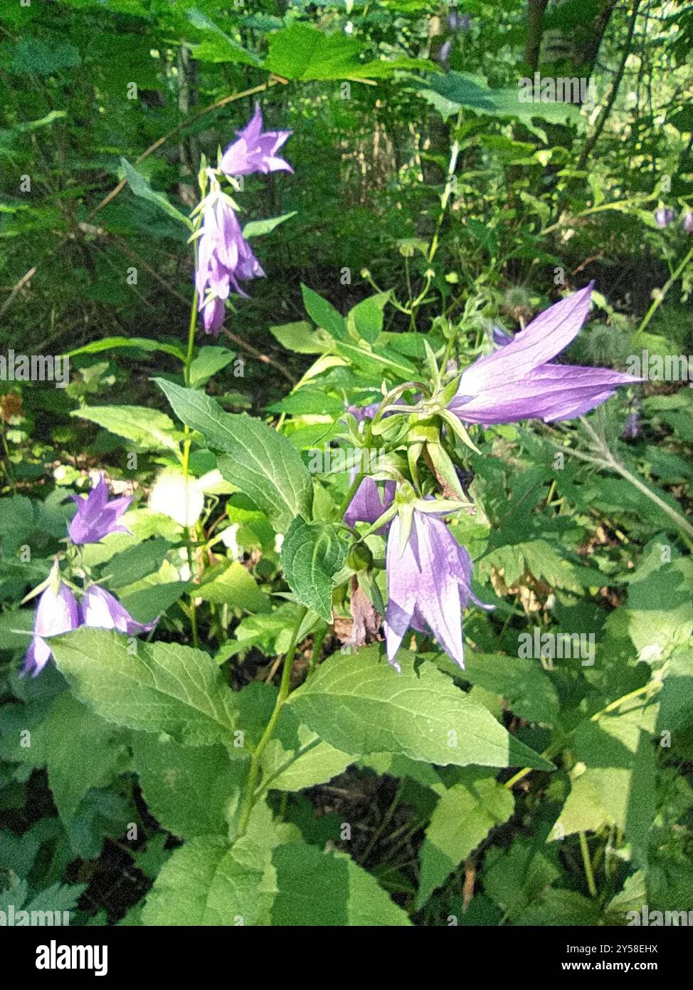 Giant Bellflower (Campanula latifolia) Plantae Stock Photo - Alamy