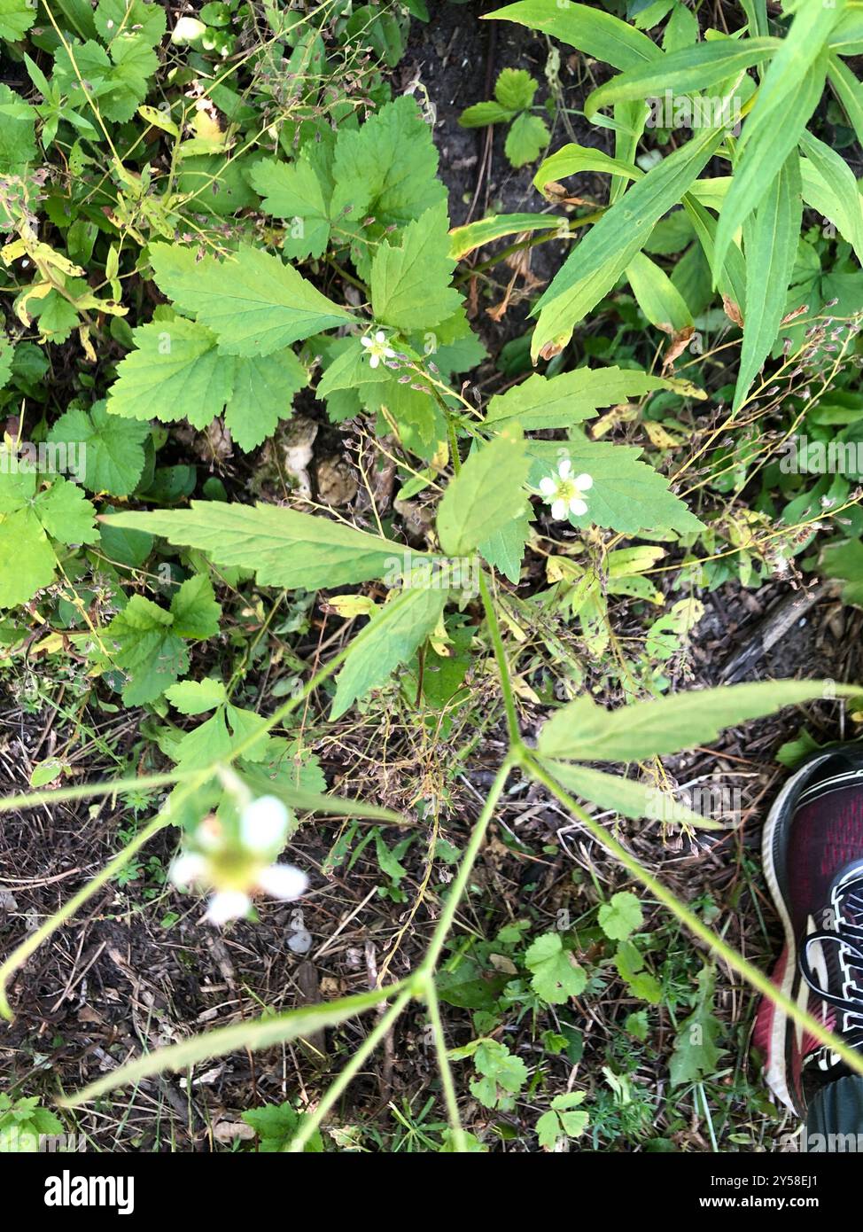 white avens (Geum canadense) Plantae Stock Photo - Alamy