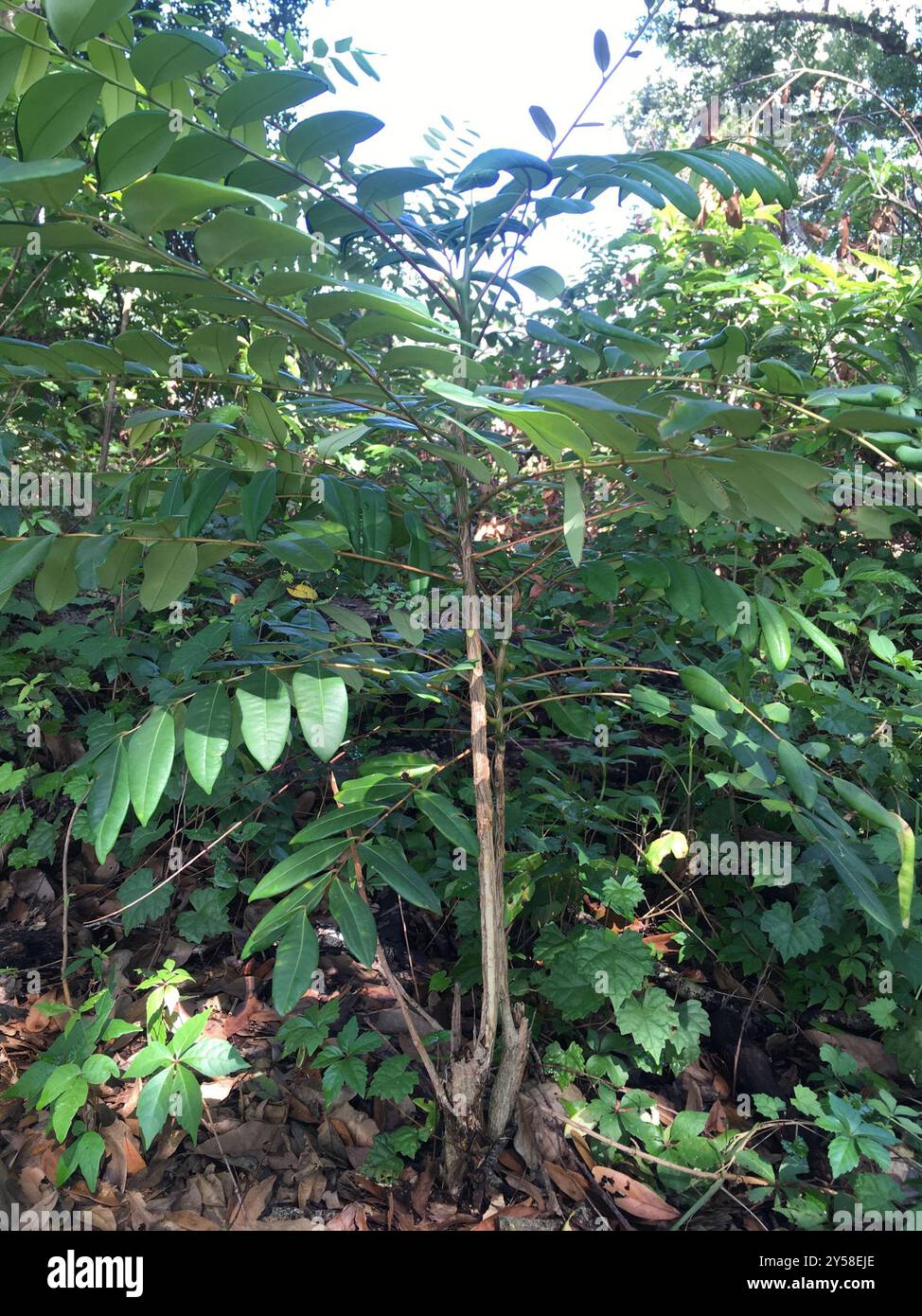 Paradise Tree (Simarouba glauca) Plantae Stock Photo - Alamy