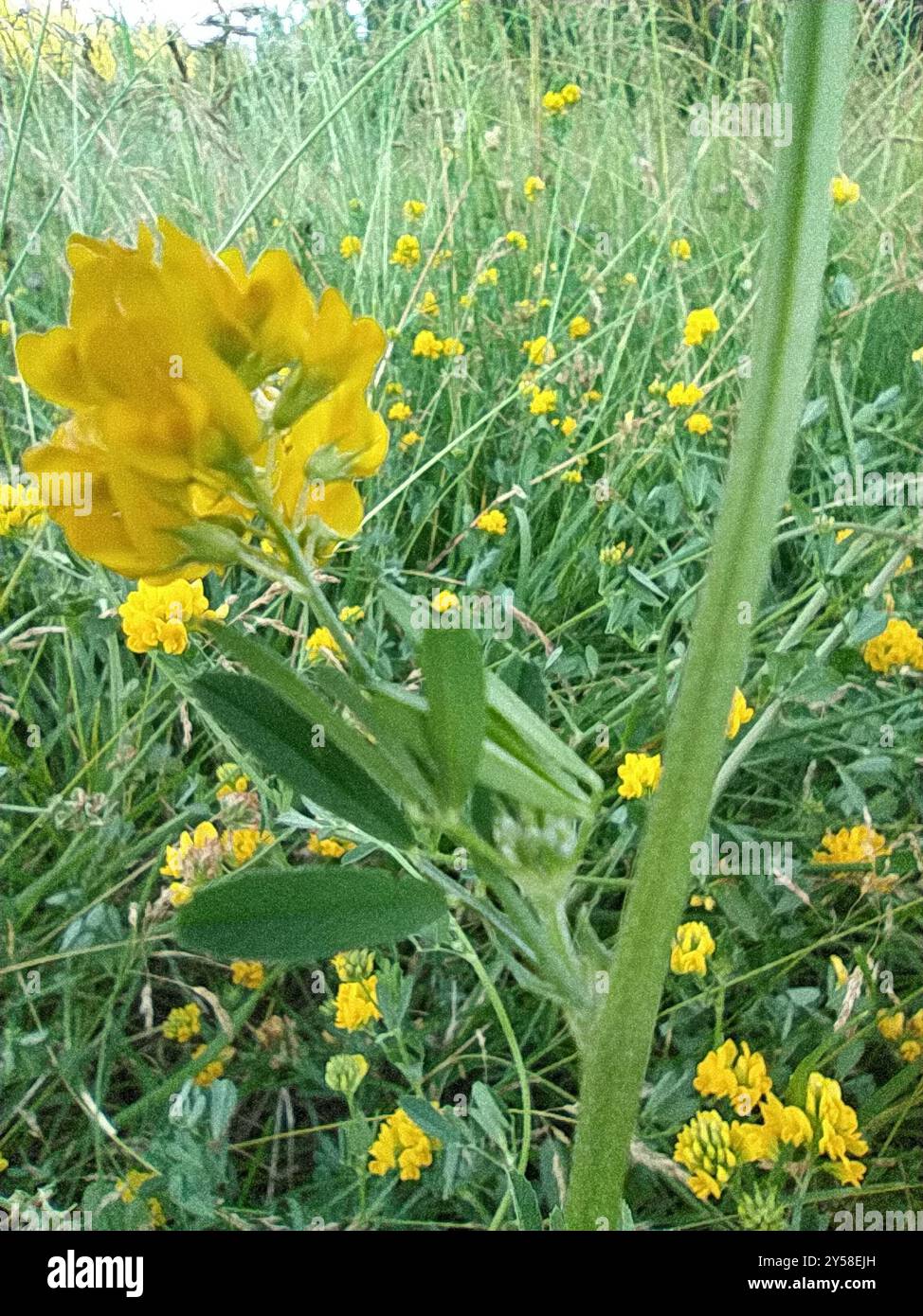 sickle alfalfa (Medicago falcata) Plantae Stock Photo - Alamy