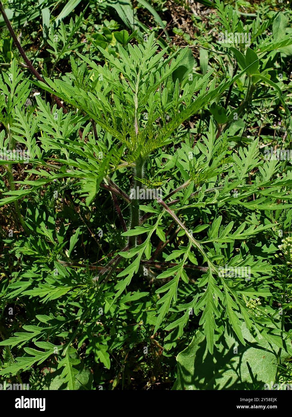 common ragweed (Ambrosia artemisiifolia) Plantae Stock Photo - Alamy