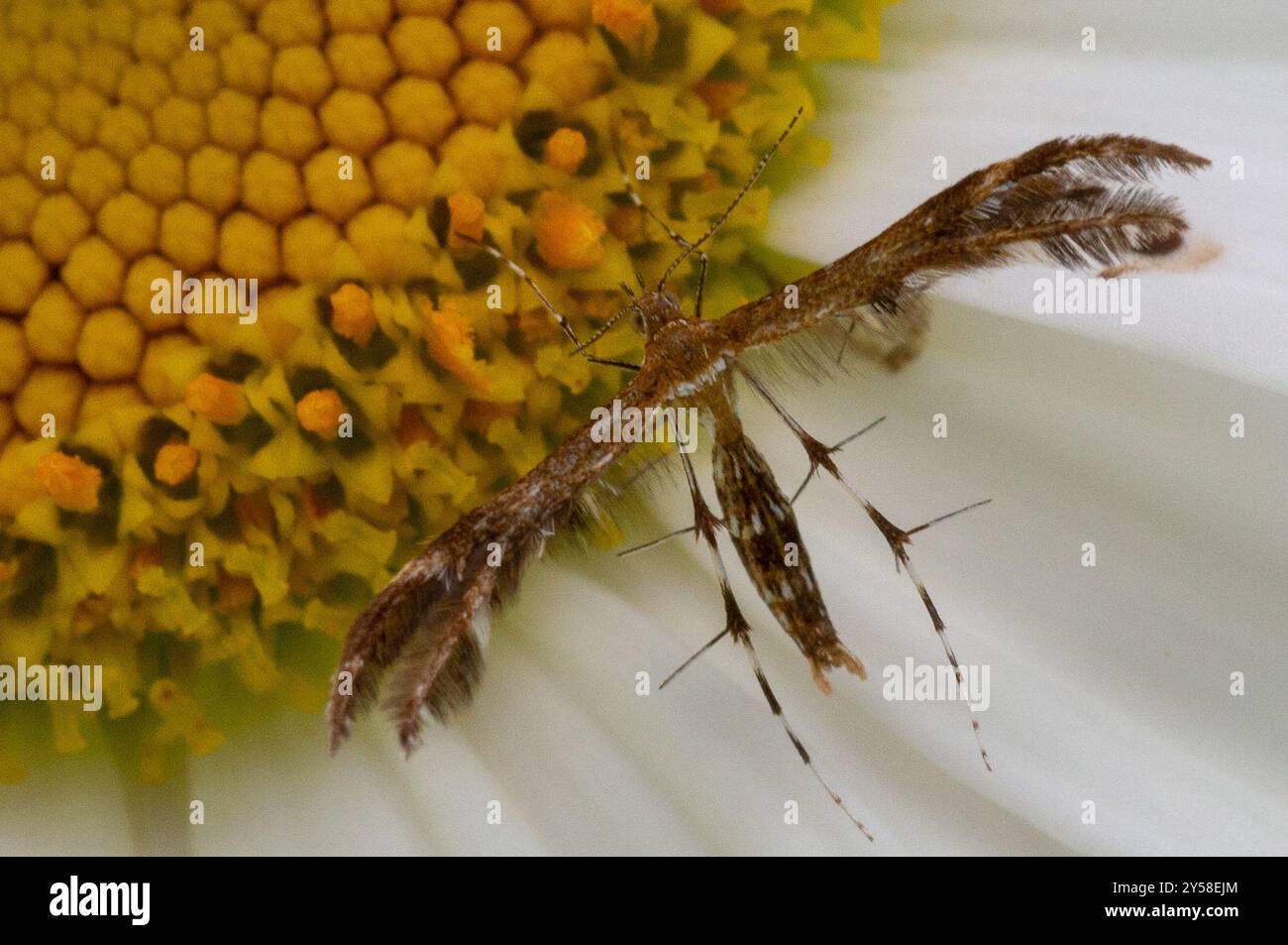 Lobed Plume Moth (Dejongia lobidactylus) Insecta Stock Photo - Alamy