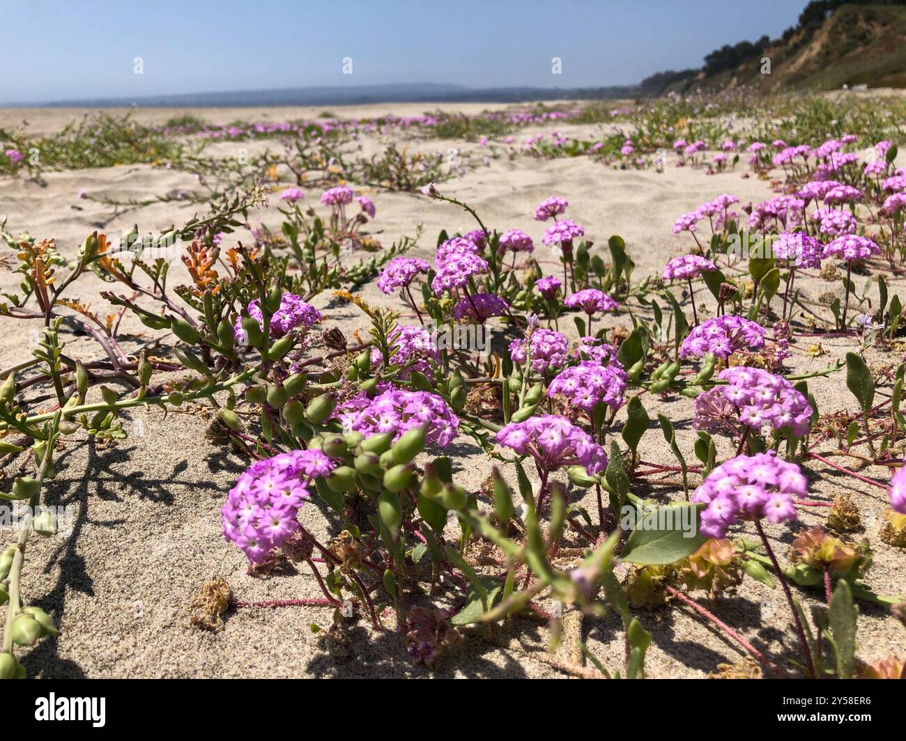 Pink Sand Verbena (Abronia umbellata) Plantae Stock Photo - Alamy