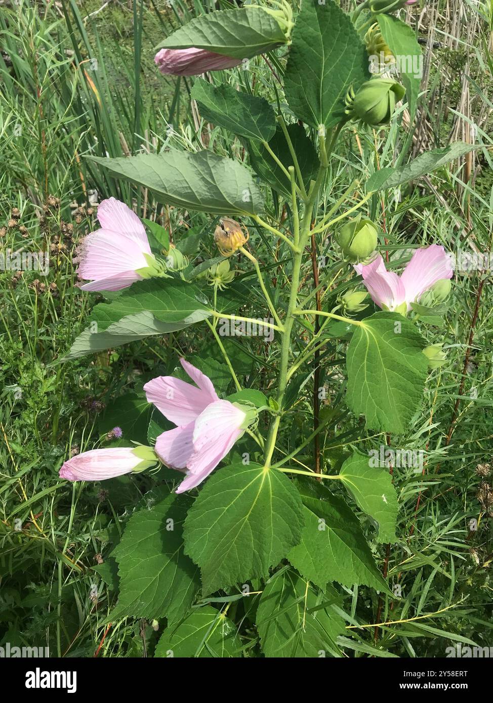 swamp rose mallow (Hibiscus moscheutos) Plantae Stock Photo - Alamy