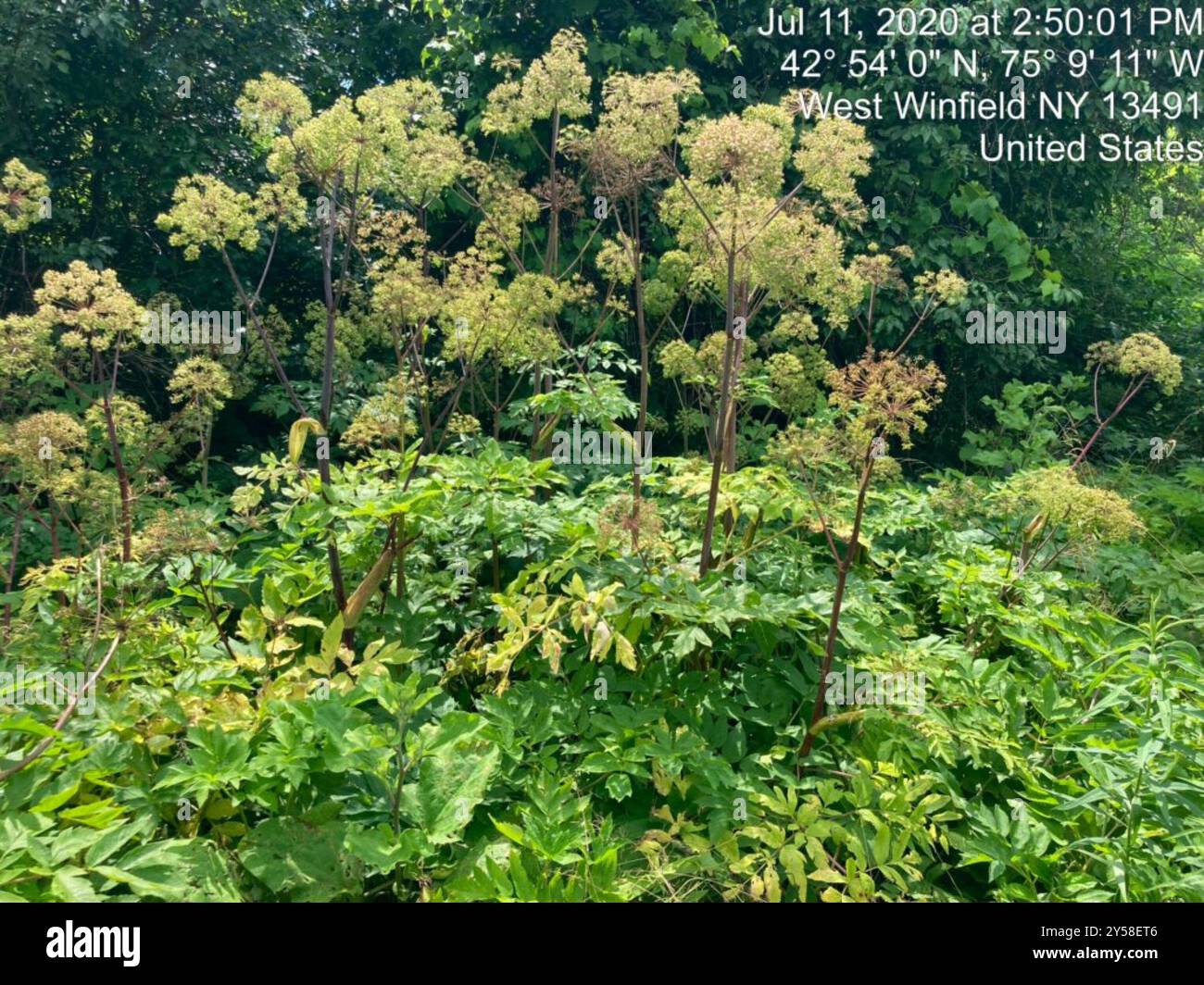 purple-stemmed angelica (Angelica atropurpurea) Plantae Stock Photo - Alamy