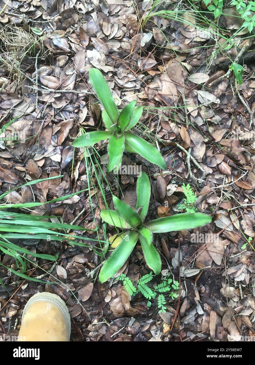 monocots (Liliopsida) Plantae Stock Photo - Alamy