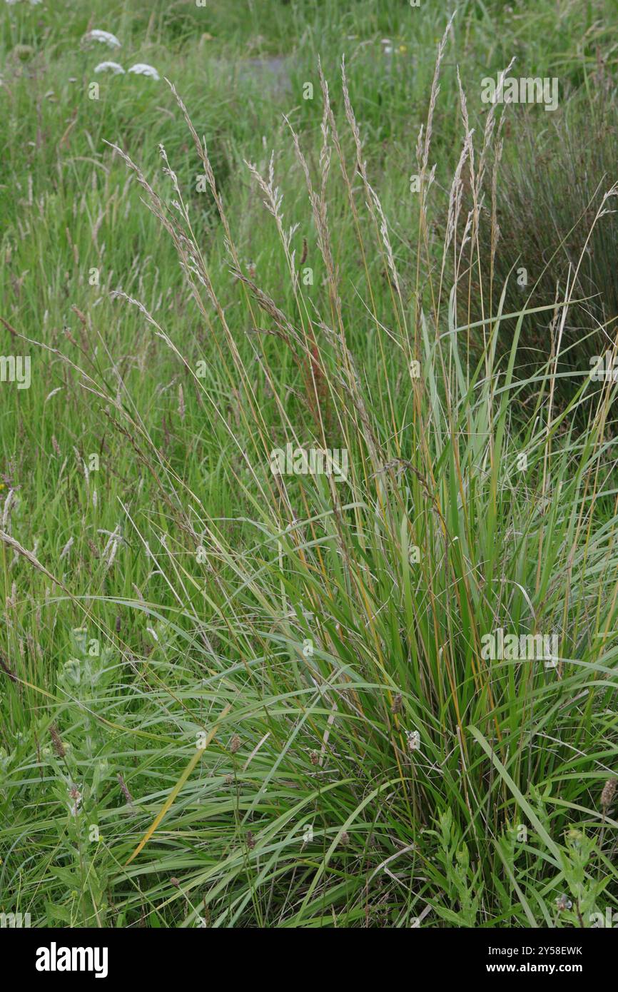 tall fescue (Lolium arundinaceum) Plantae Stock Photo - Alamy