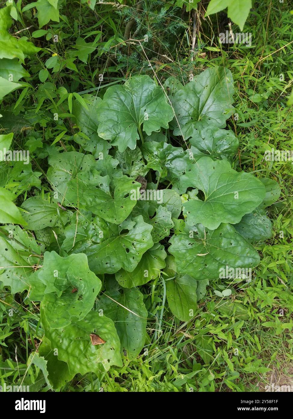 pale Indian plantain (Arnoglossum atriplicifolium) Plantae Stock Photo ...