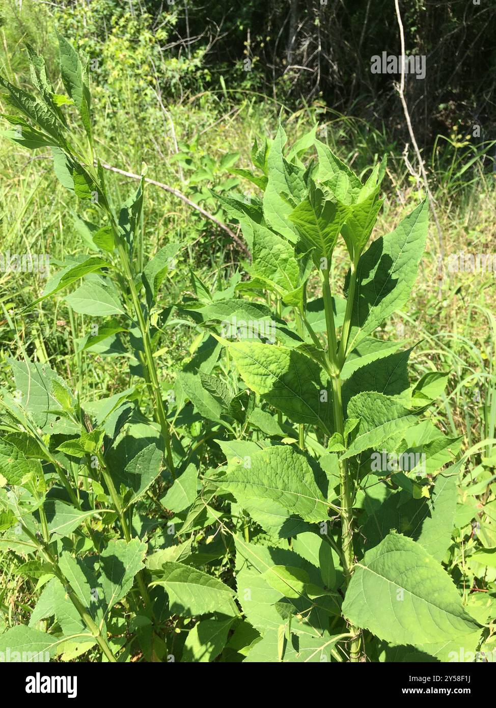 Yellow Crownbeard (Verbesina occidentalis) Plantae Stock Photo - Alamy